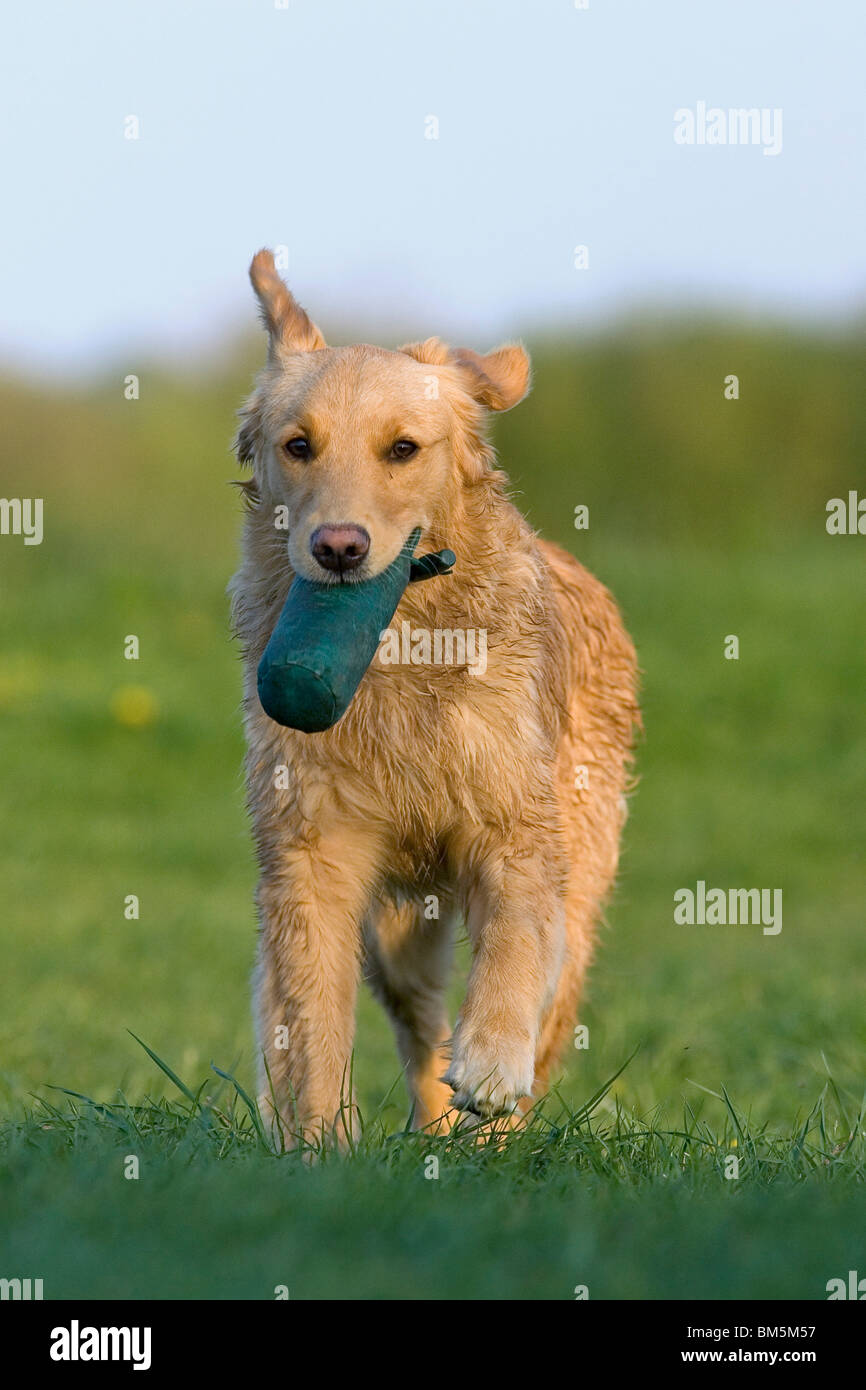 working with Dummy Stock Photo - Alamy