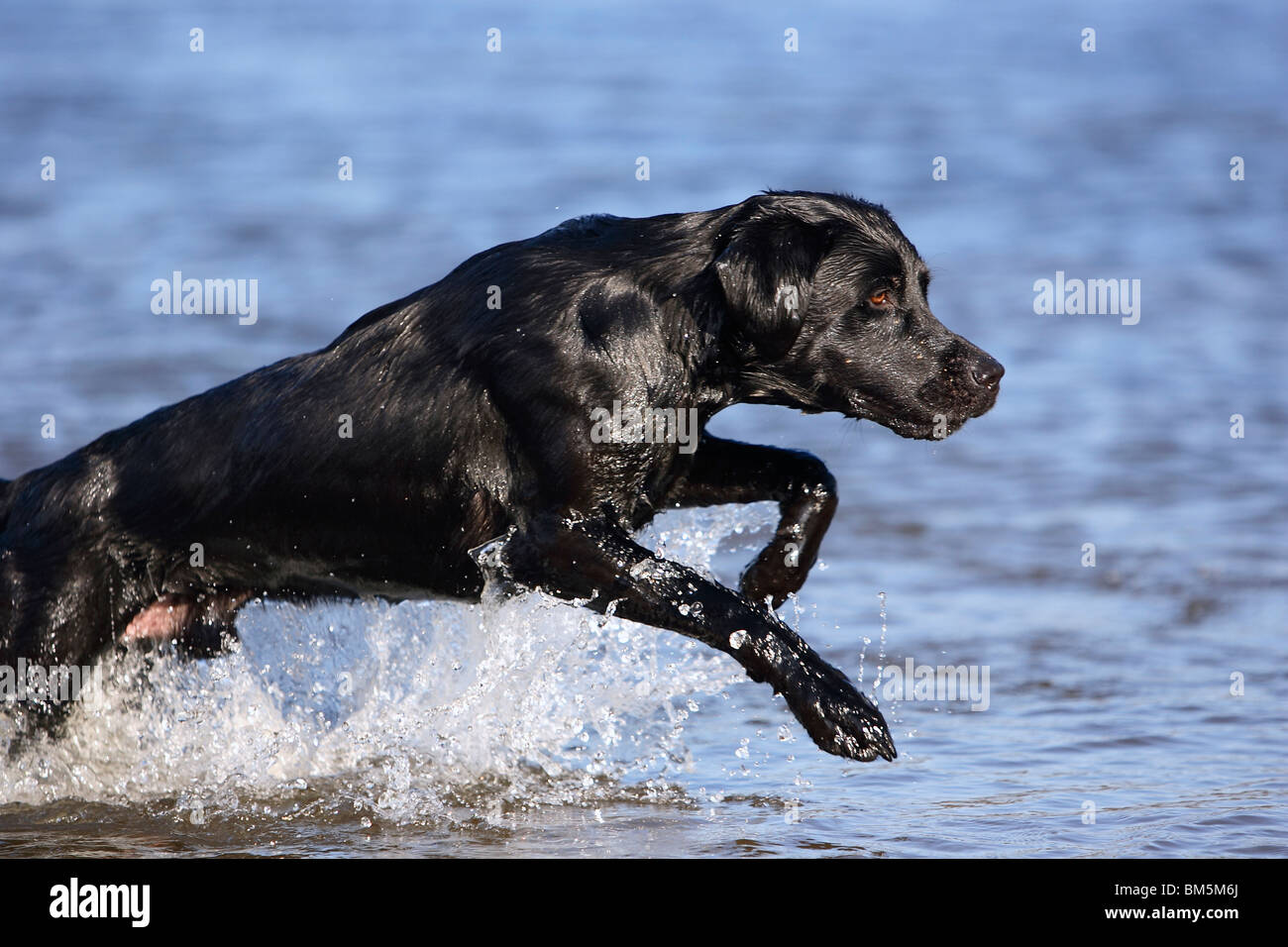 Labrador retriever jumping water hi-res stock photography and images ...