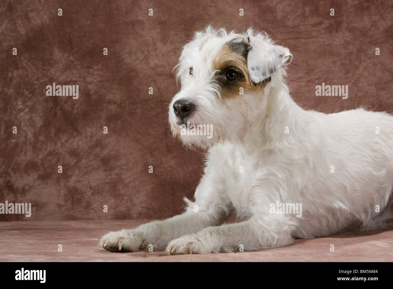 Wire Haired Parson Russell Terrier High Resolution Stock Photography ...