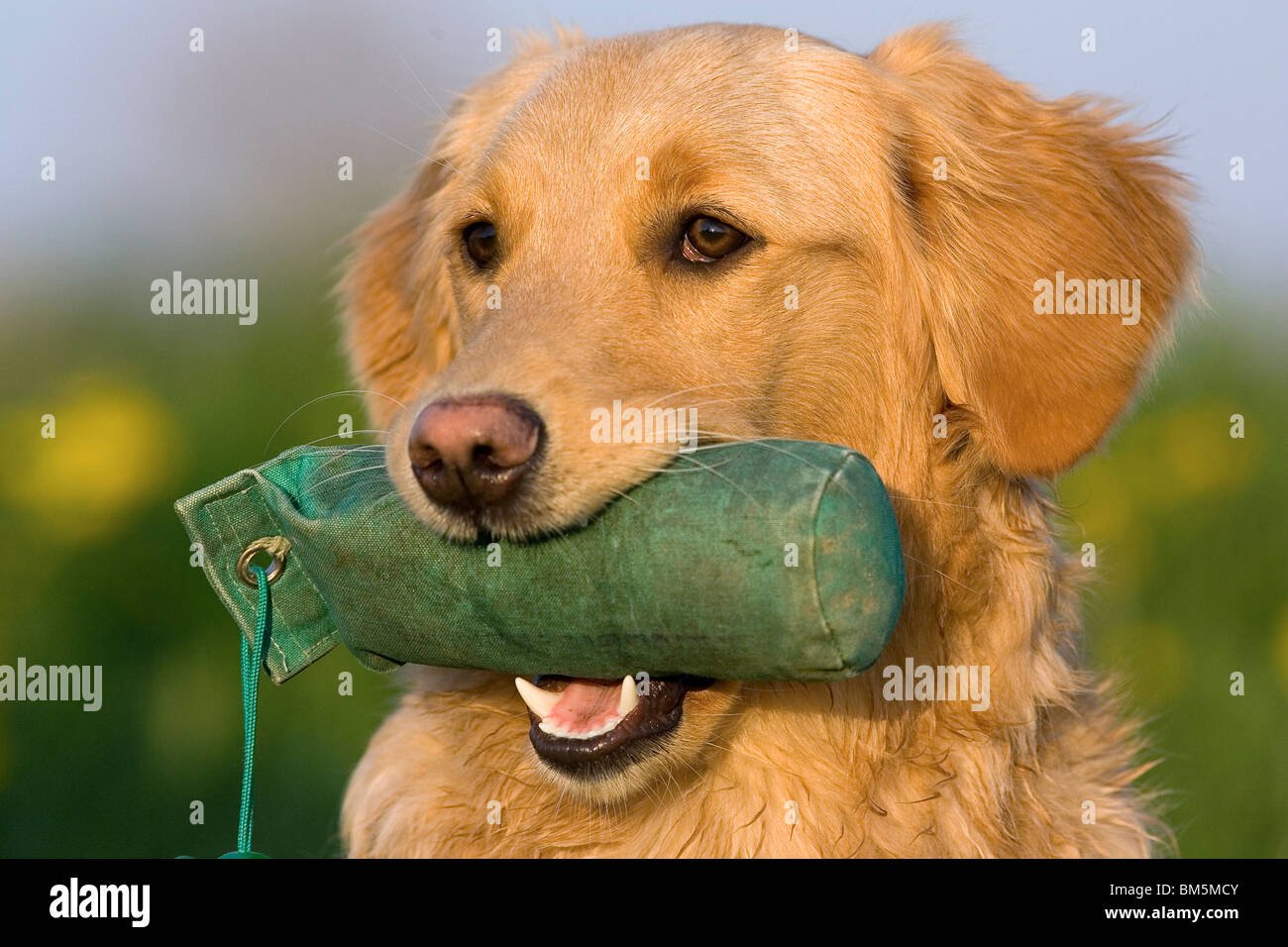 working with Dummy Stock Photo - Alamy