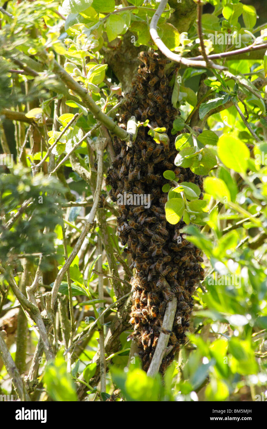 Honey bees, Apis Mellifera swarming with Queen Bee in garden foliage ...