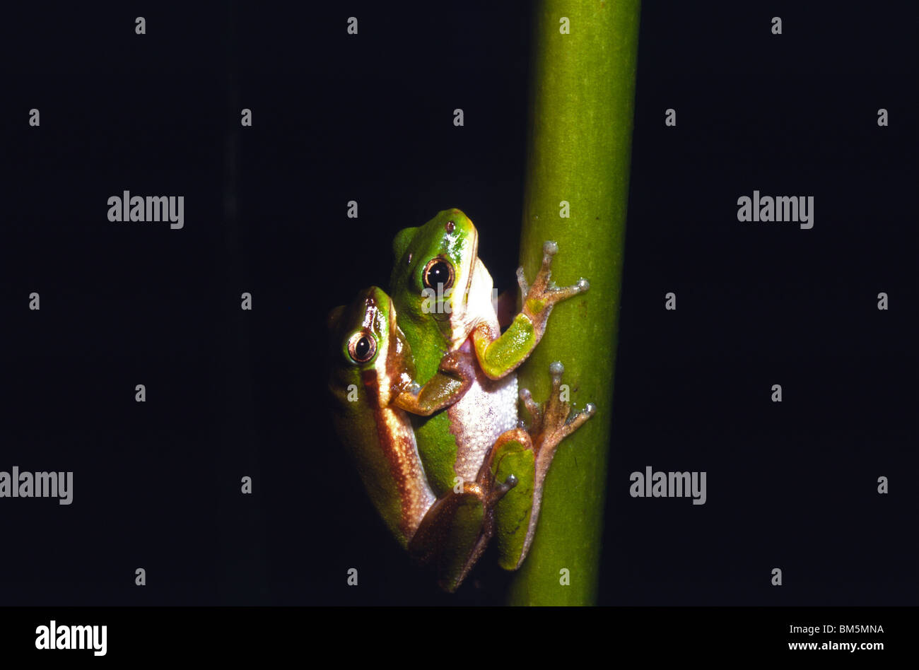 Pair of northern dwarf treefrogs (Litoria bicolor) in amplexus ...