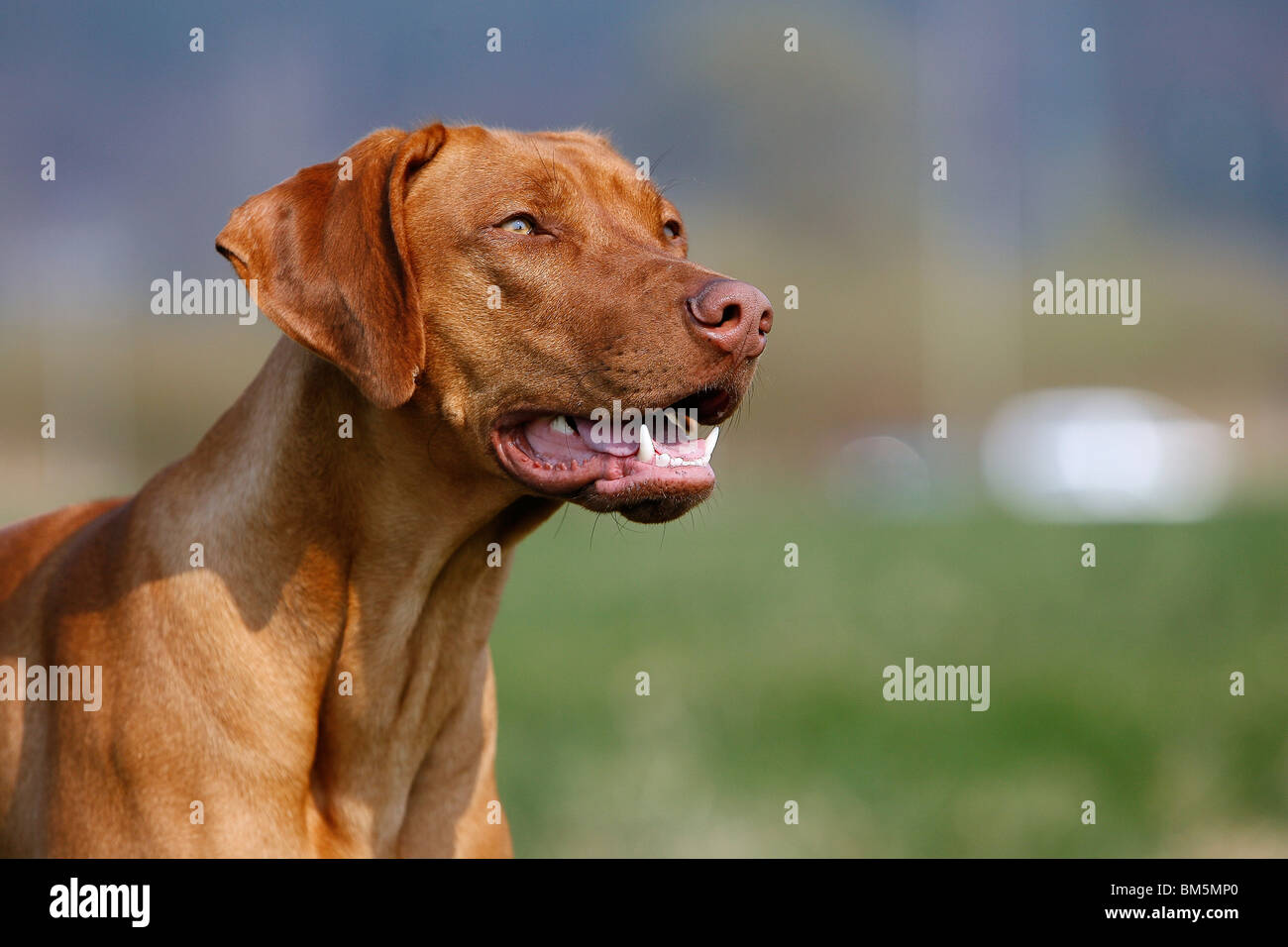 Rhodesian ridgeback livernose hi-res stock photography and images - Alamy