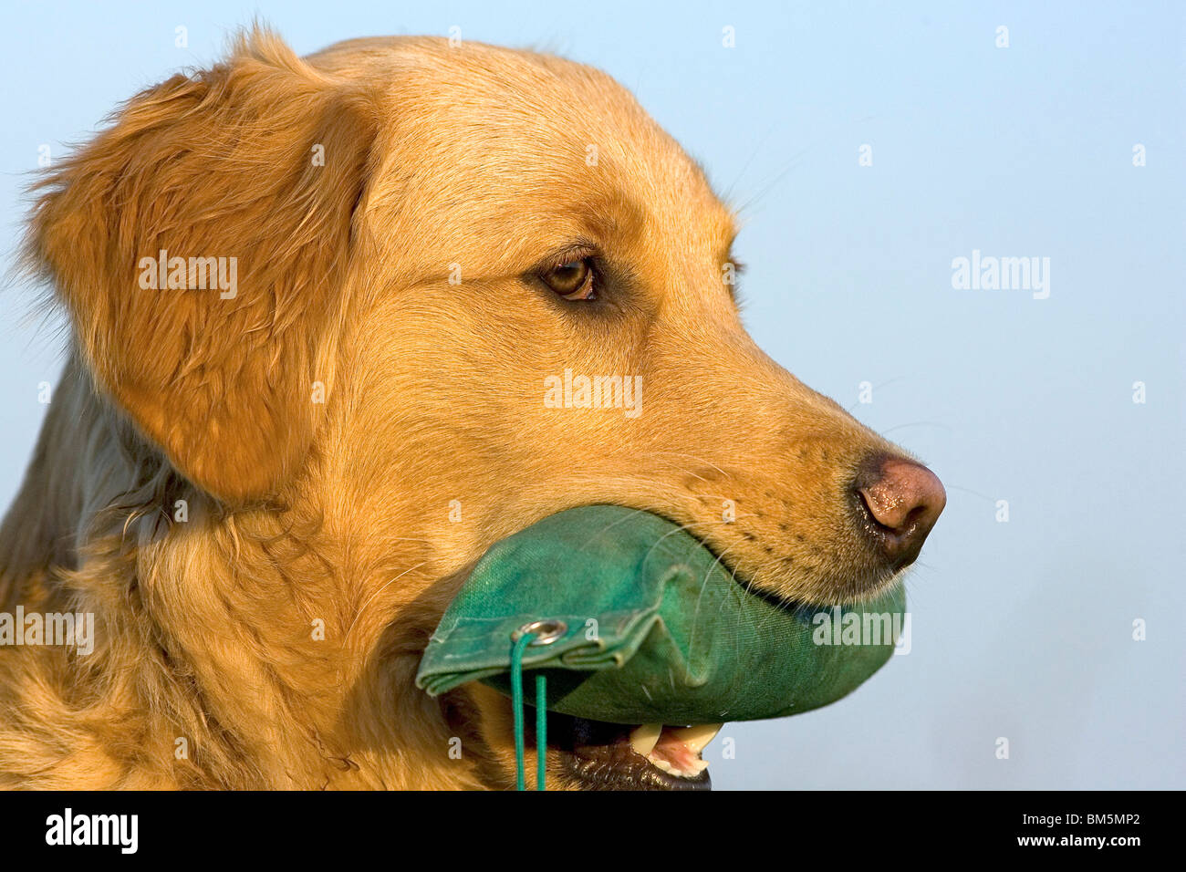 working with Dummy Stock Photo - Alamy