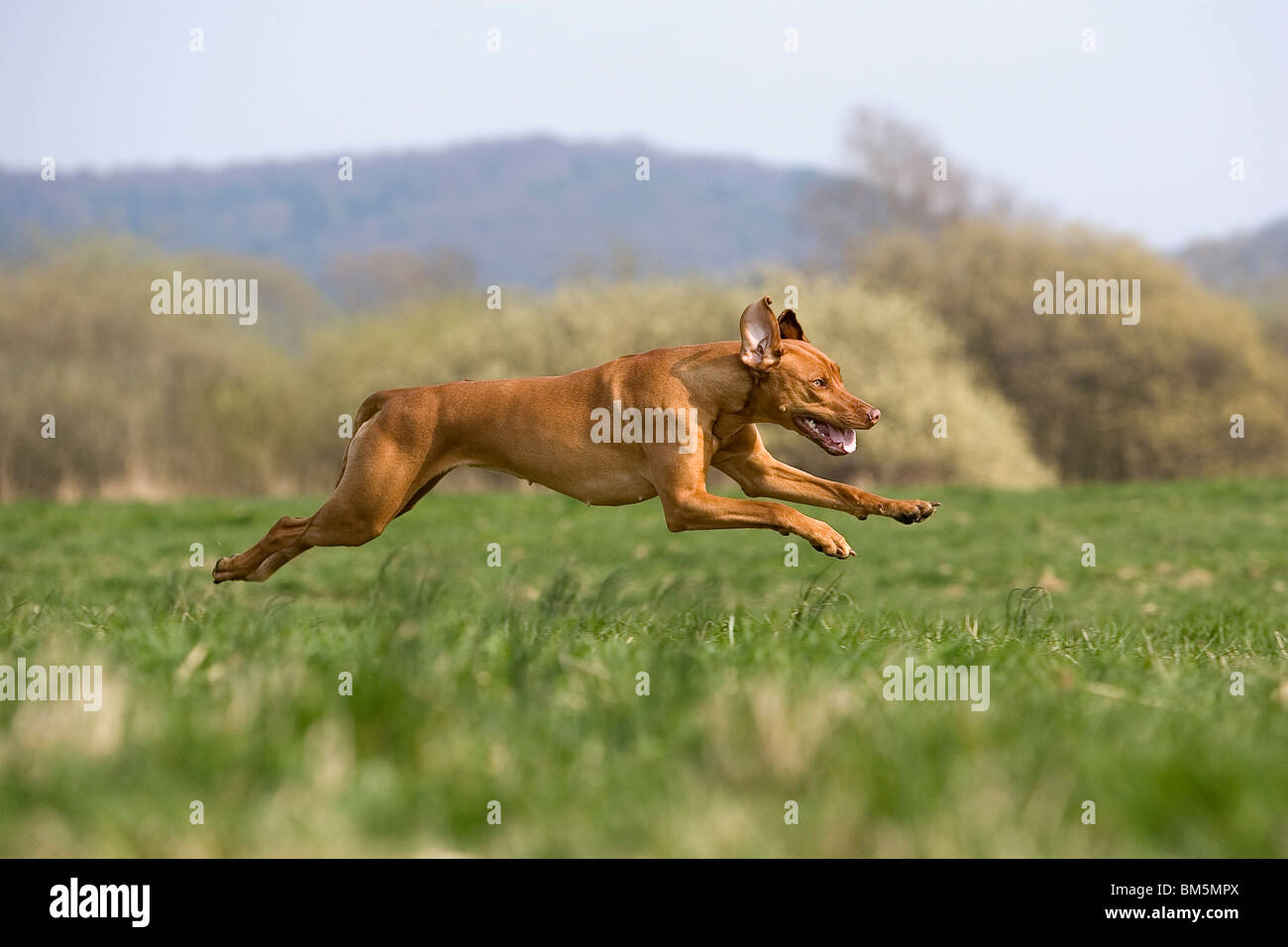 Rhodesian Ridgeback Livernose Stock Photo - Alamy