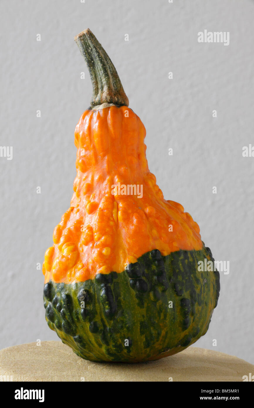 Portrait of decorative Gourd, fleshy fruit with hard skin cut from ...