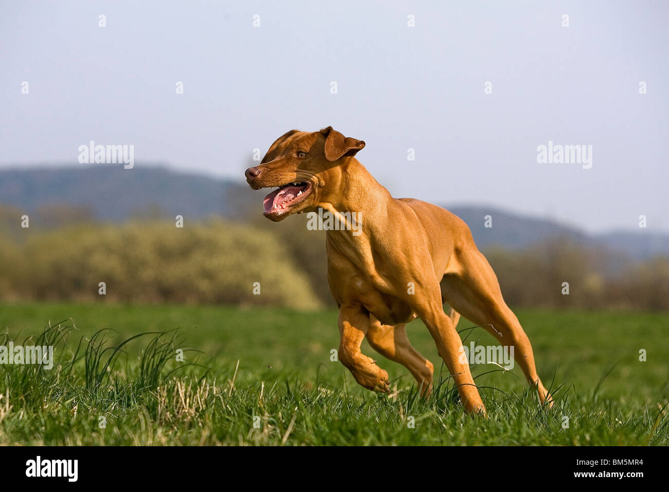 Rhodesian Ridgeback Livernose Stock Photo - Alamy