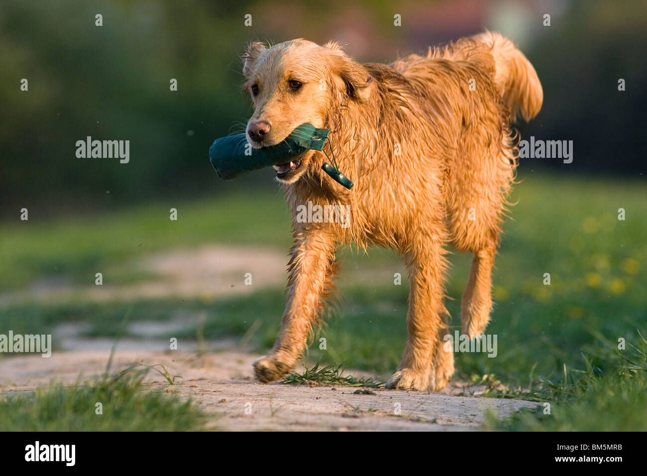 working with Dummy Stock Photo - Alamy