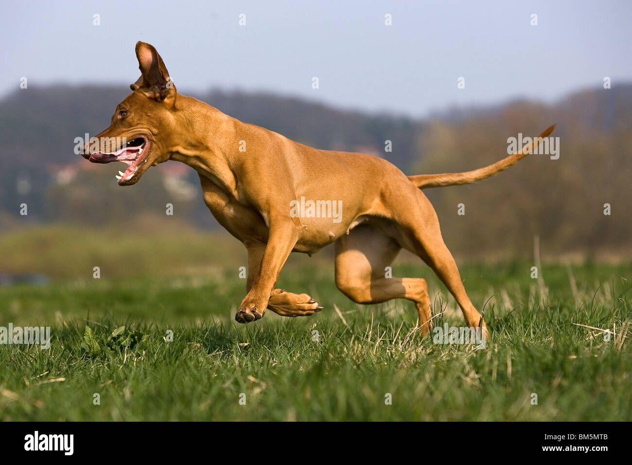Rhodesian Ridgeback Livernose Stock Photo - Alamy