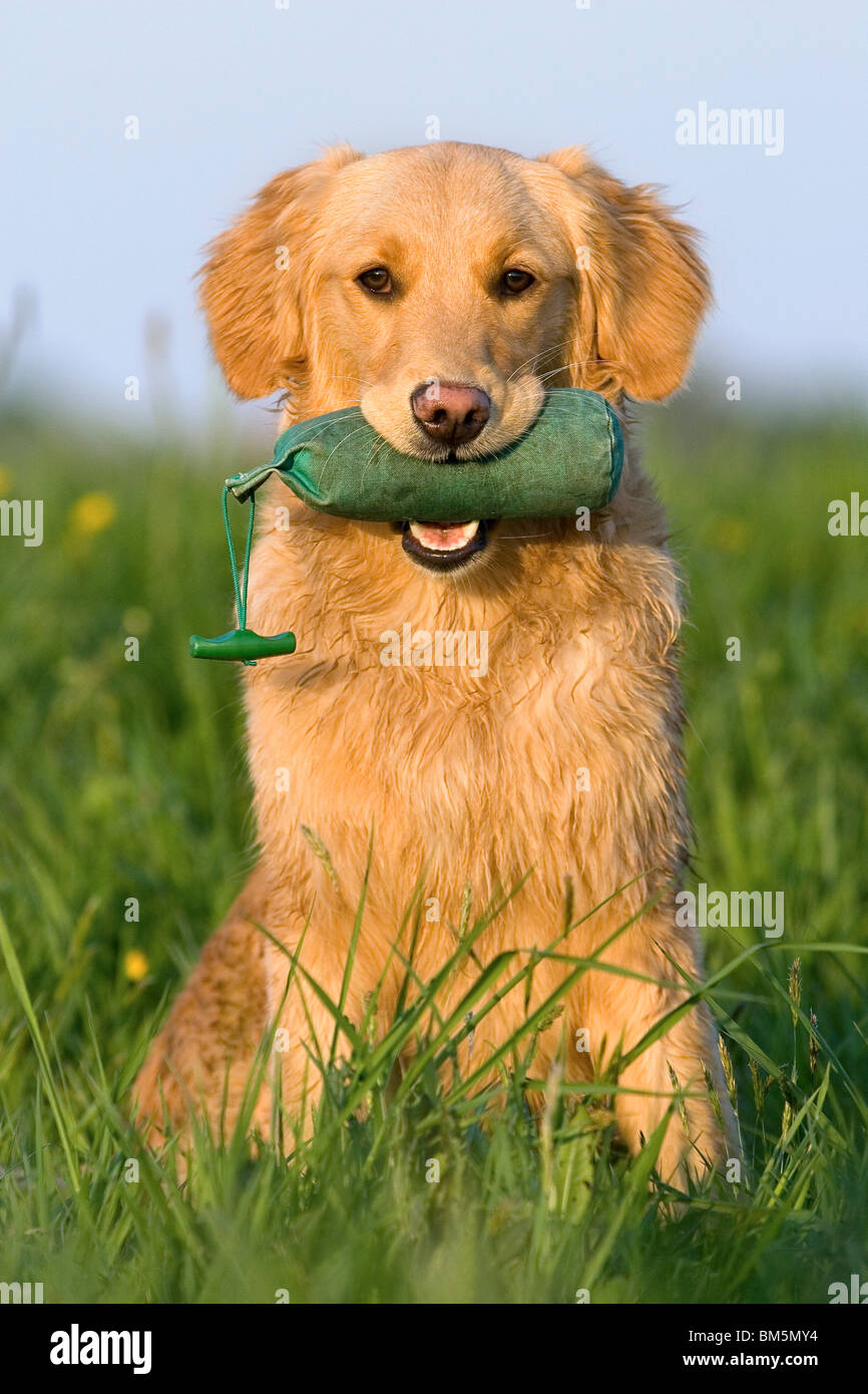 working with Dummy Stock Photo - Alamy