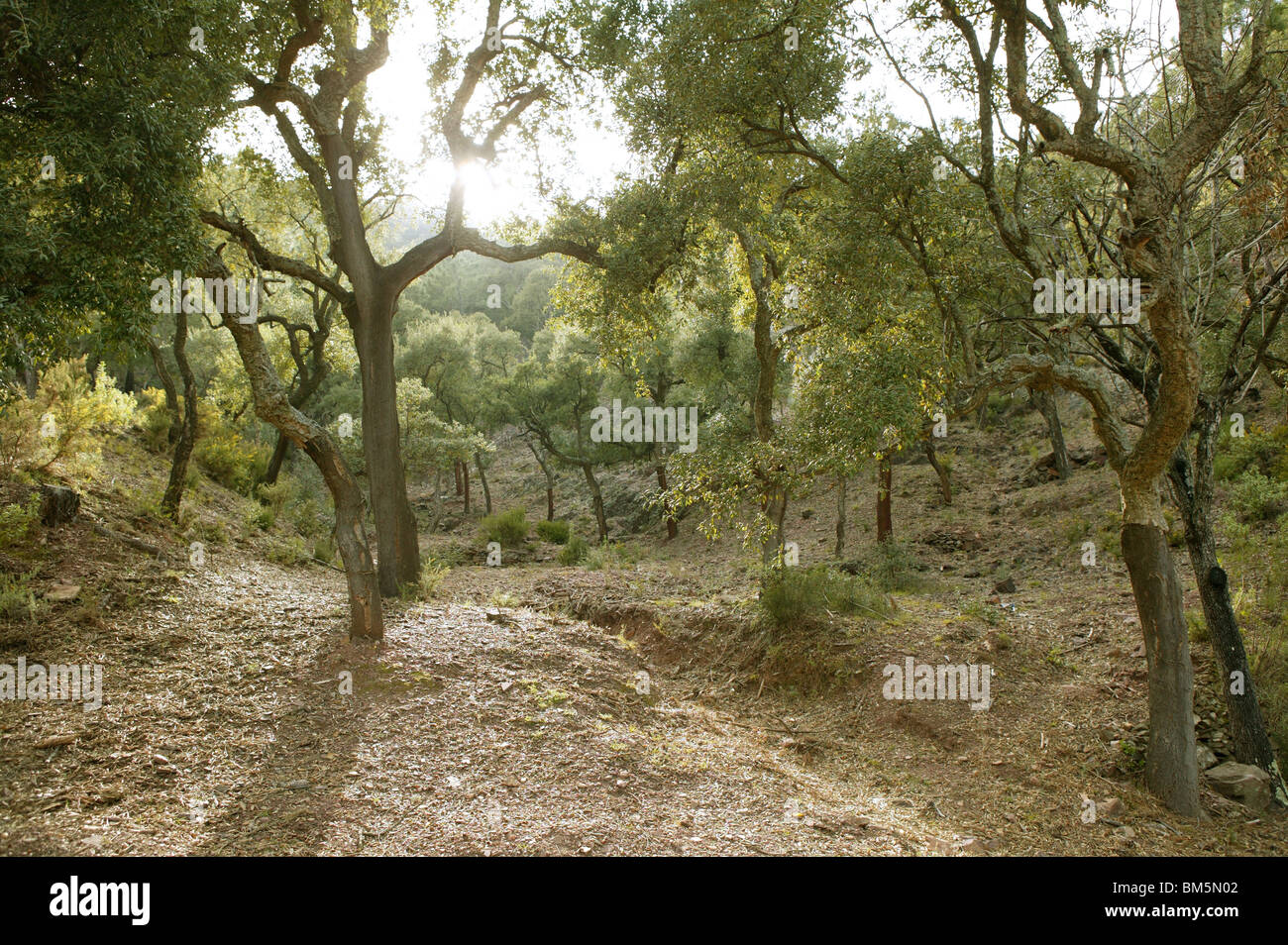 Cork trees forest in Espadan Castellon Spain, background Stock Photo ...