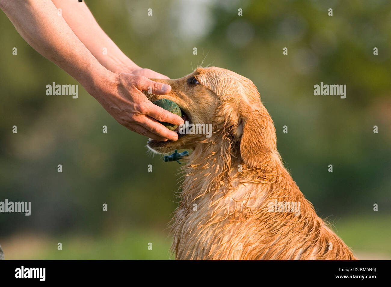 working with Dummy Stock Photo - Alamy