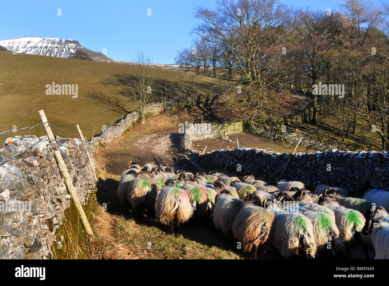 Yorkshire lane sheep hi-res stock photography and images - Alamy