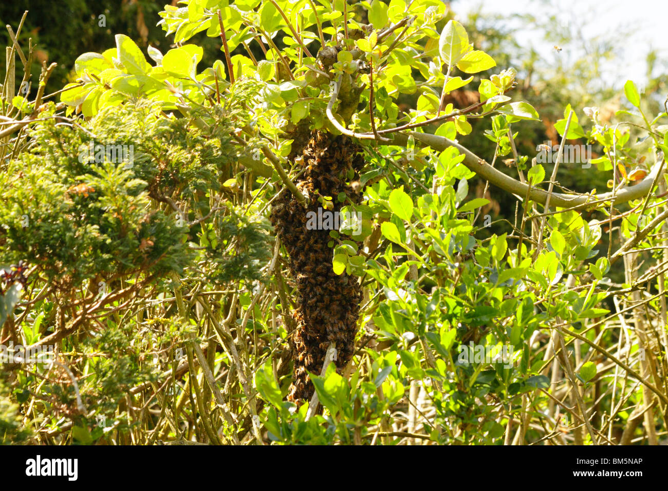 Honey bees, Apis Mellifera swarming with Queen Bee in garden foliage ...