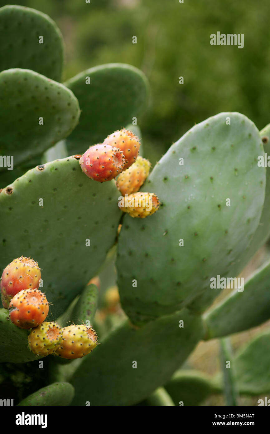 prickly pear cactus nopal with fruits from Mediterranean Stock Photo ...