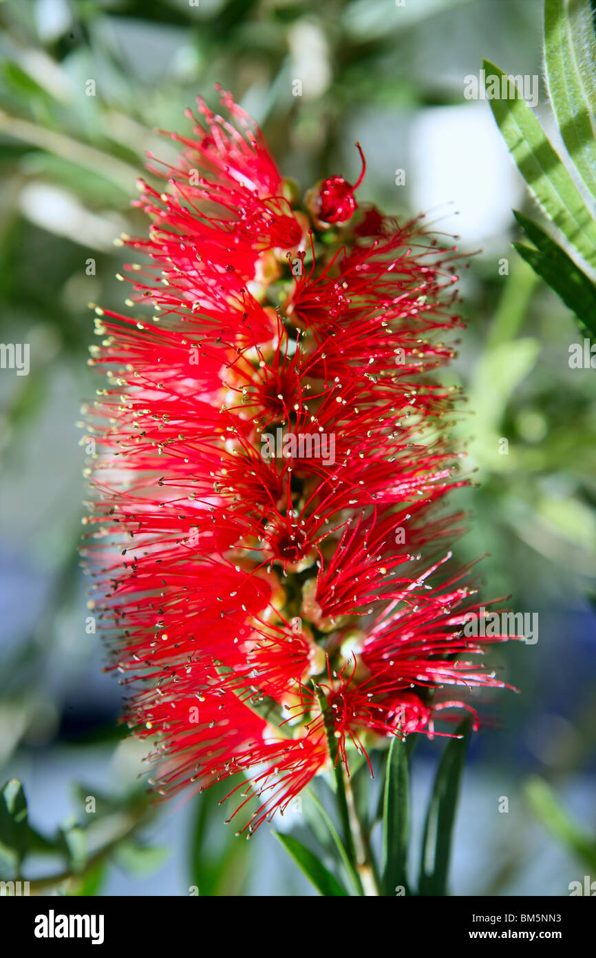 Closeup callistemon viminalis weeping hi-res stock photography and ...
