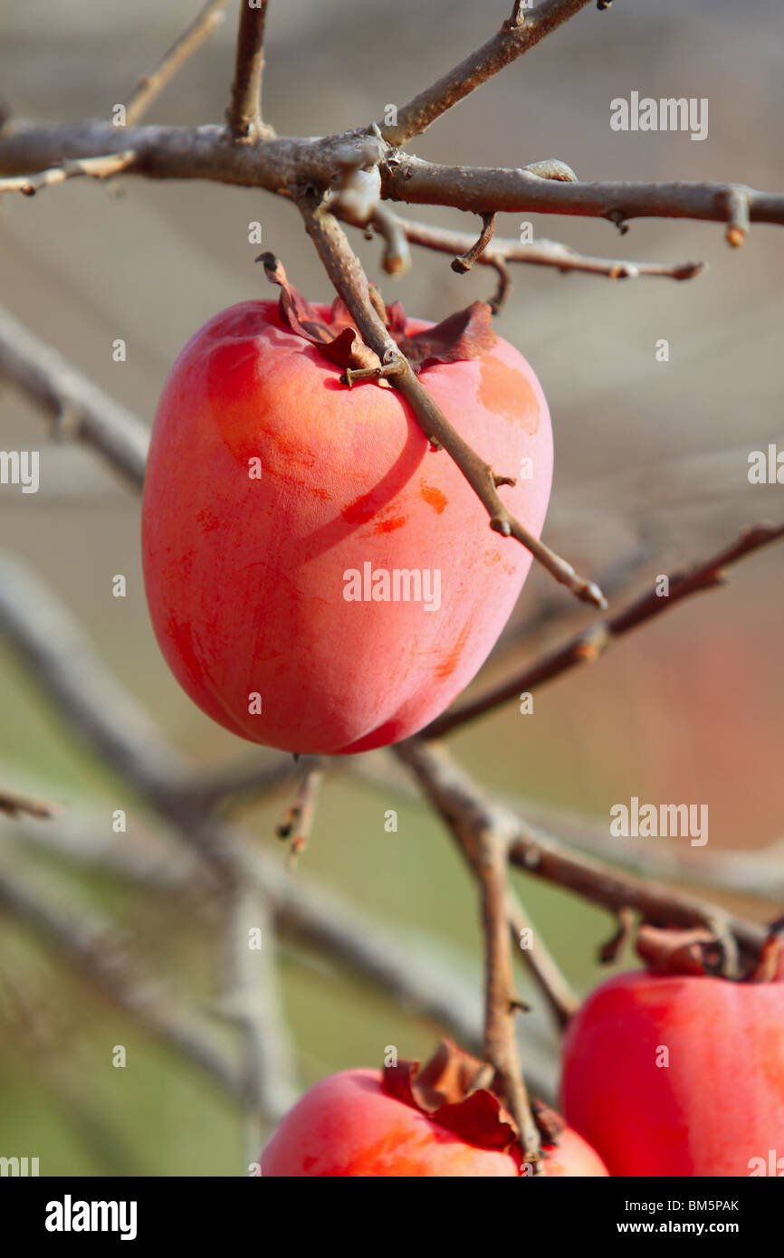 Red persimmon tree hi-res stock photography and images - Alamy