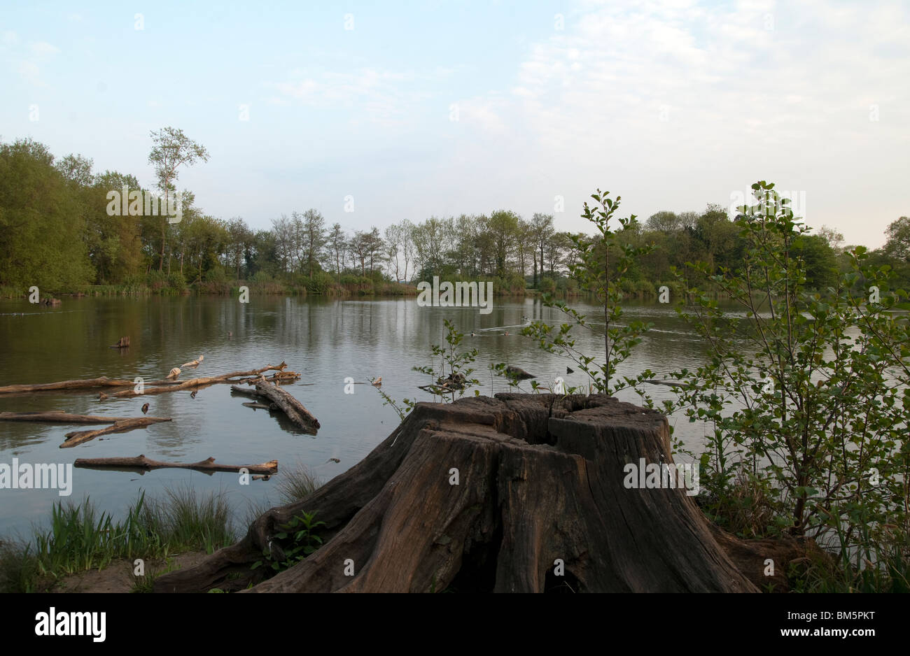 Tree stump lake hi-res stock photography and images - Alamy