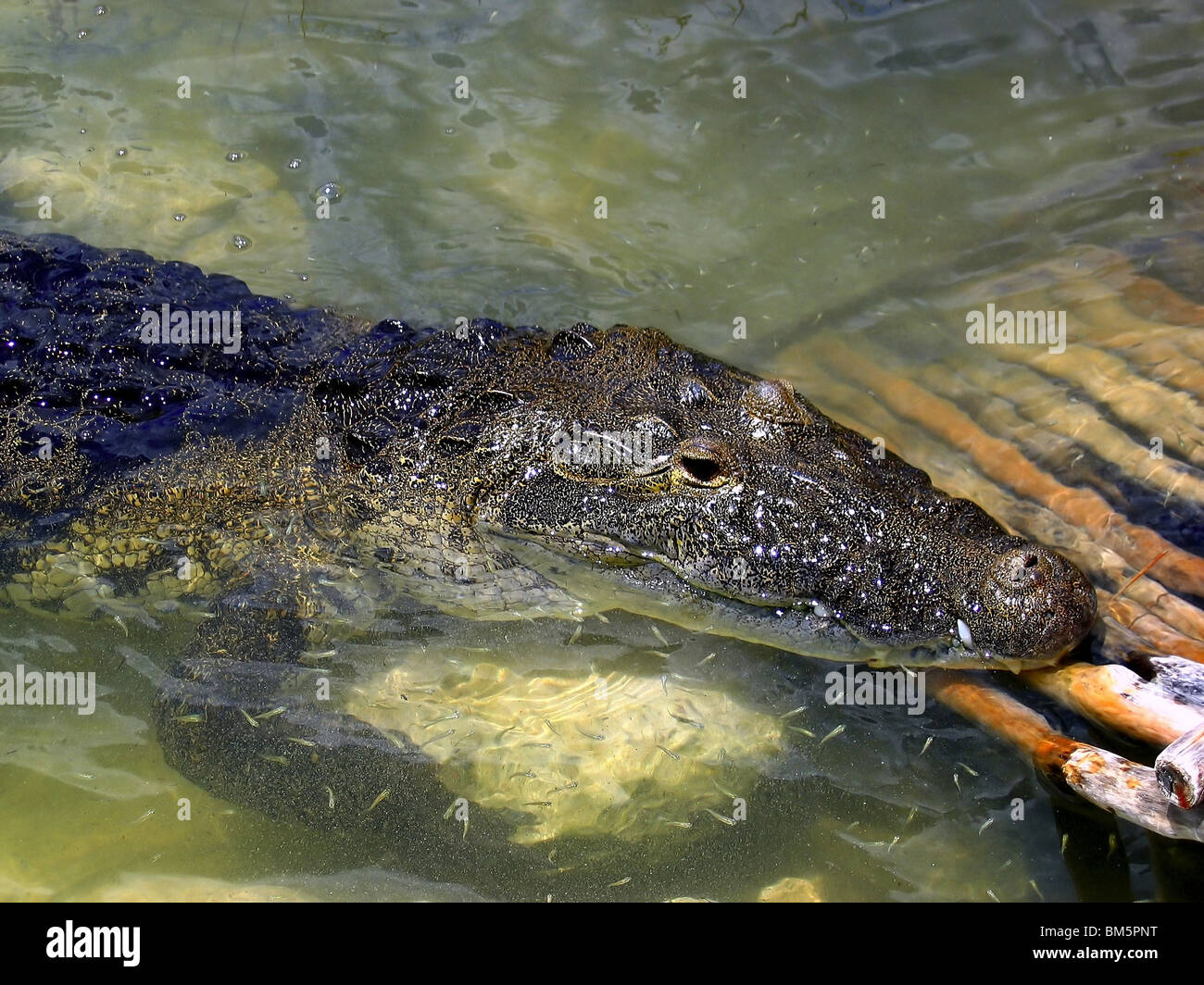 alligator in the caribbean lake Stock Photo - Alamy