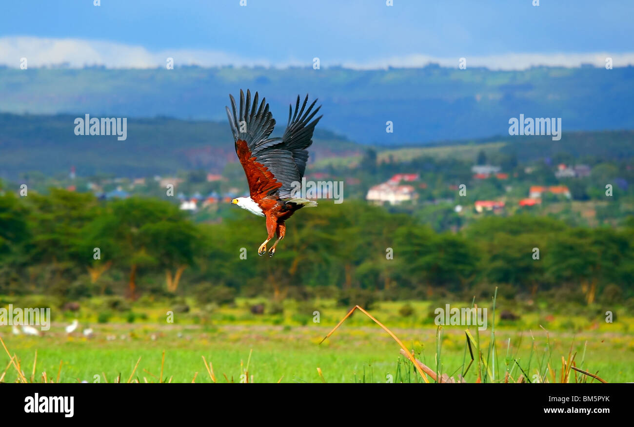 African Fish Eagle Flying High Resolution Stock Photography and Images ...