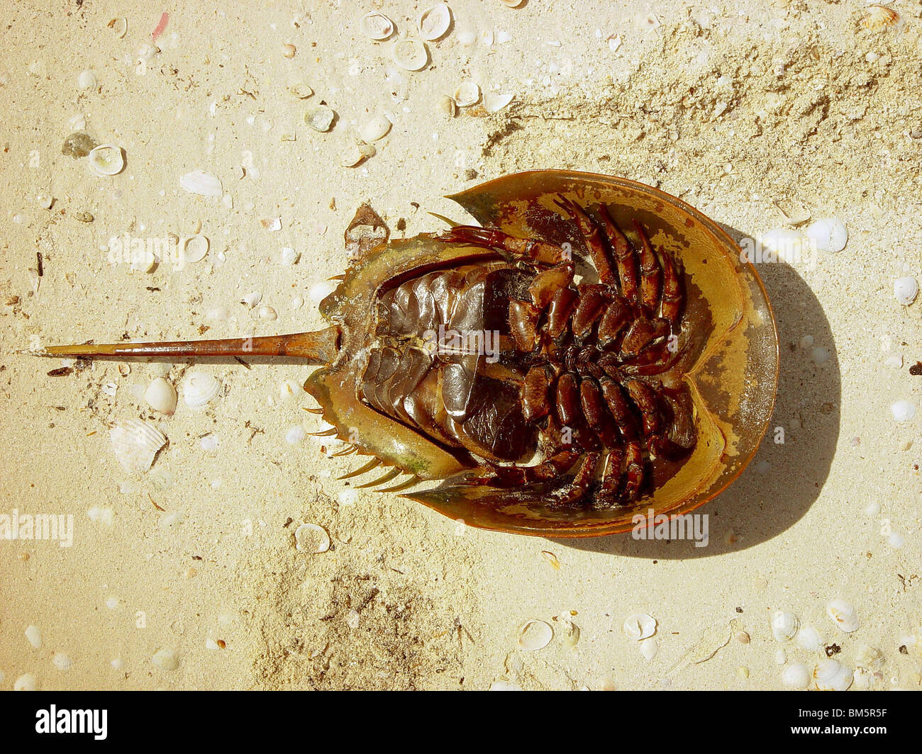 atlantic horseshoe crab limulus polyphemus mesh ancient crustacean ...