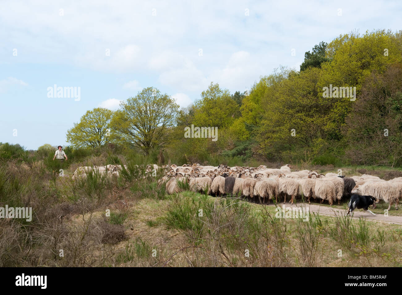 Schaapsherder met kudde en honden op de heide in Hilversum Stock Photo - Alamy