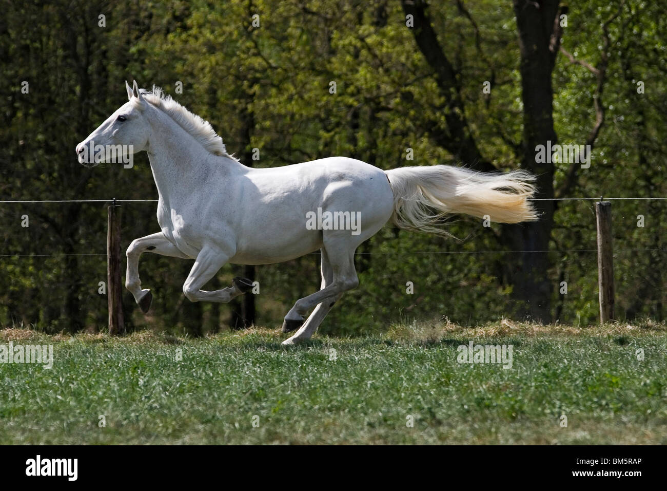 running white horse Stock Photo - Alamy