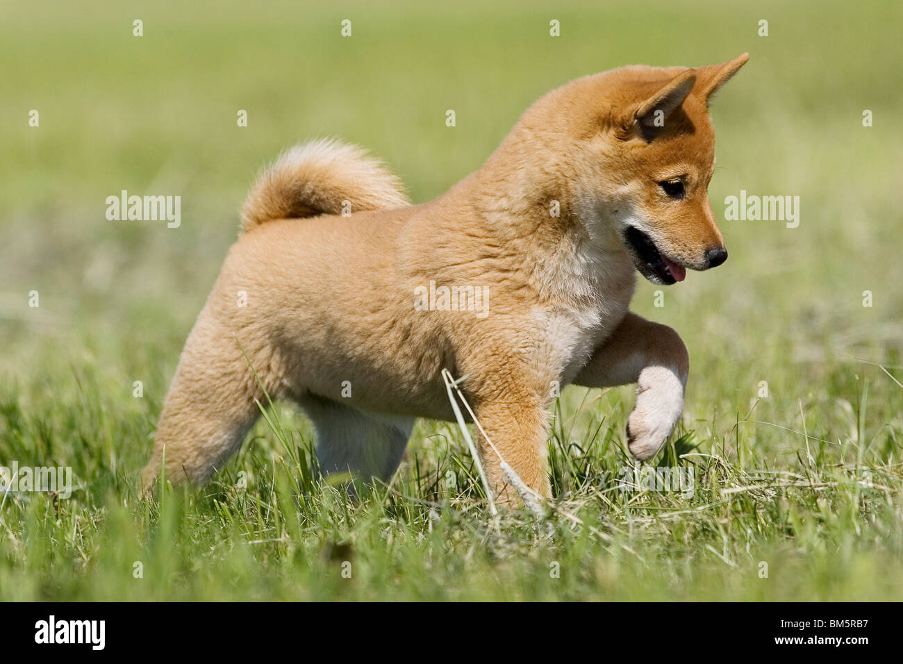 Shiba Inu puppy Stock Photo - Alamy