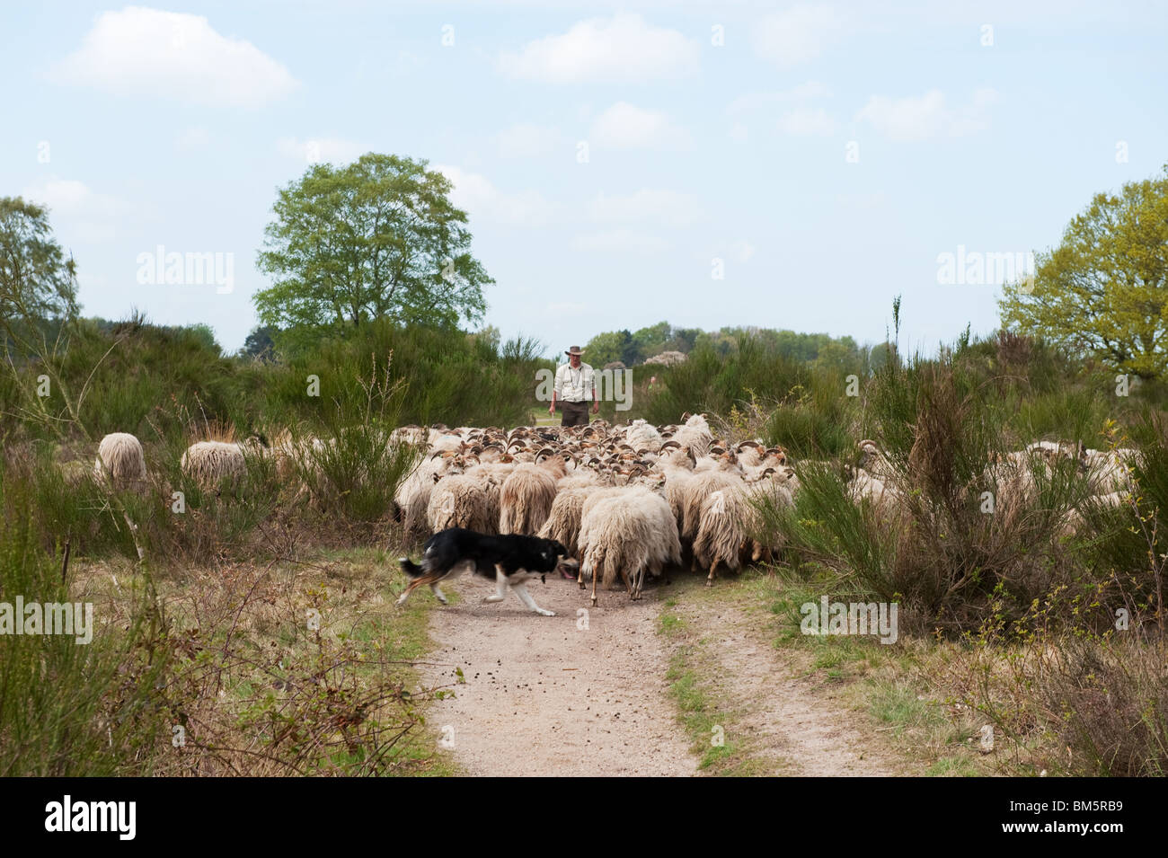 Schaapsherder met kudde en honden op de heide in Hilversum Stock Photo ...