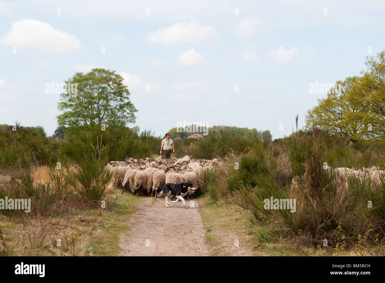 Schaapsherder met kudde en honden op de heide in Hilversum Stock Photo - Alamy