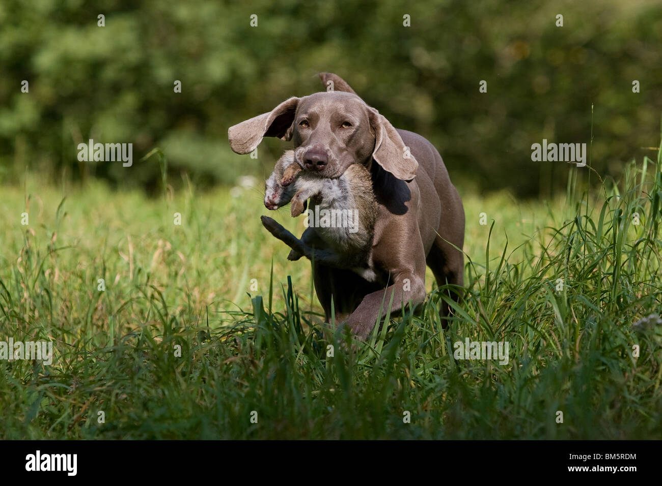 Weimaraner at rabbit hunting Stock Photo - Alamy
