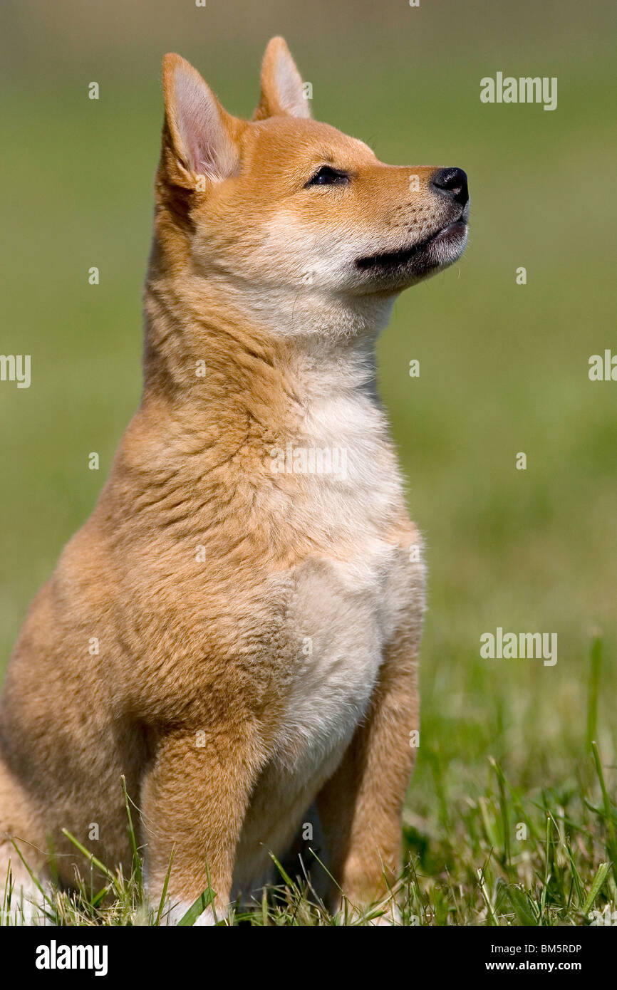 Shiba Inu puppy Stock Photo - Alamy