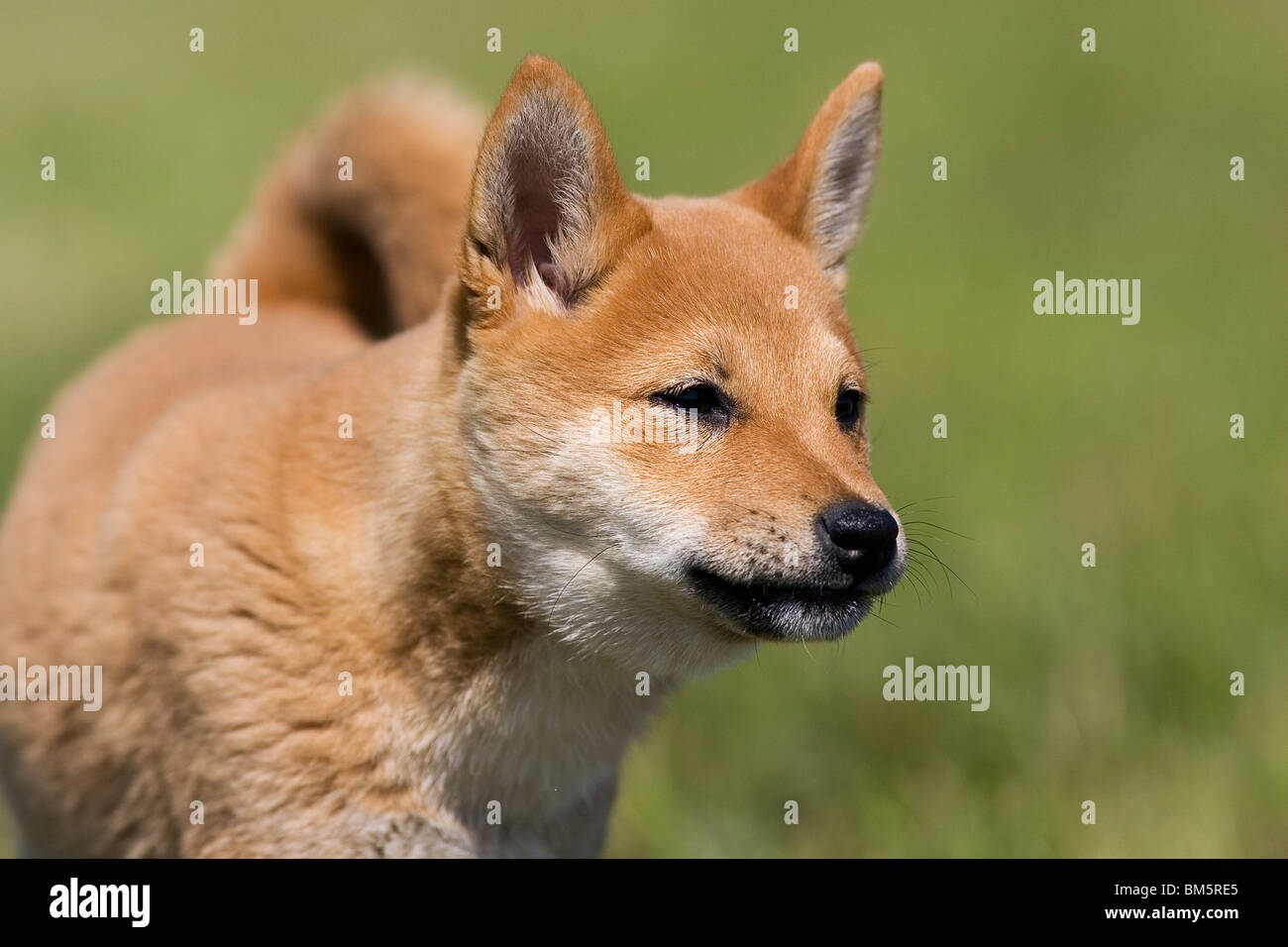 Shiba inu pups hi-res stock photography and images - Alamy
