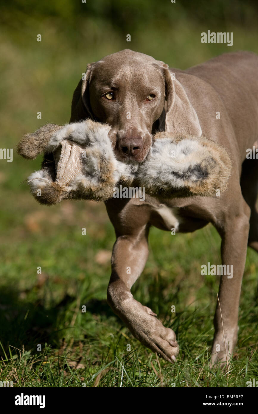 Weimaraner at rabbit hunting Stock Photo - Alamy