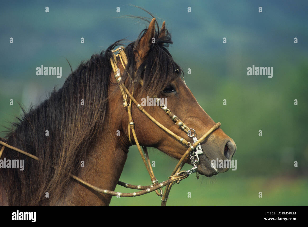 Paso Peruano (Equus ferus caballus), portrait of a stallion with bridle ...