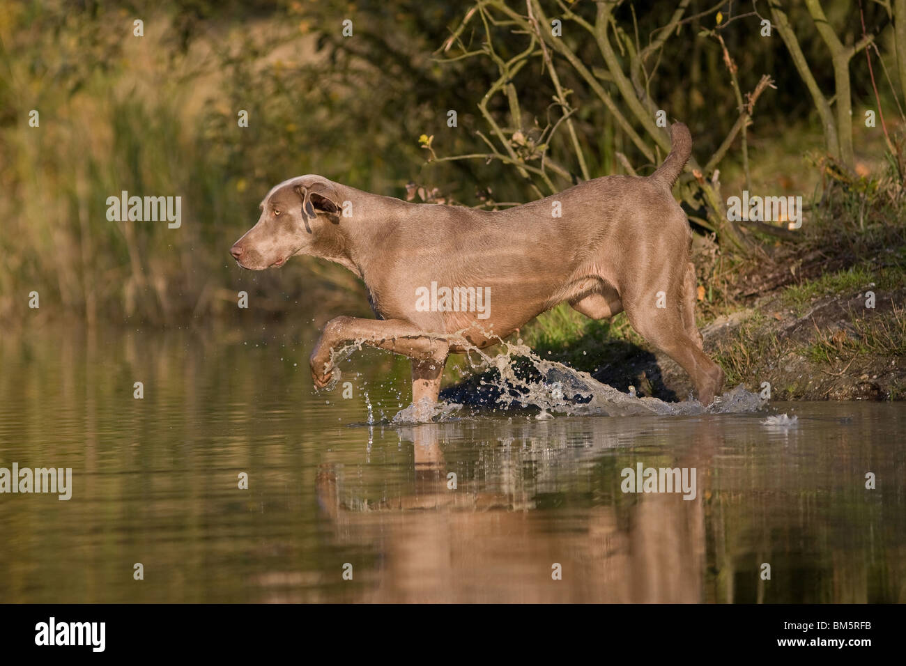 Weimaraner at hunting Stock Photo - Alamy