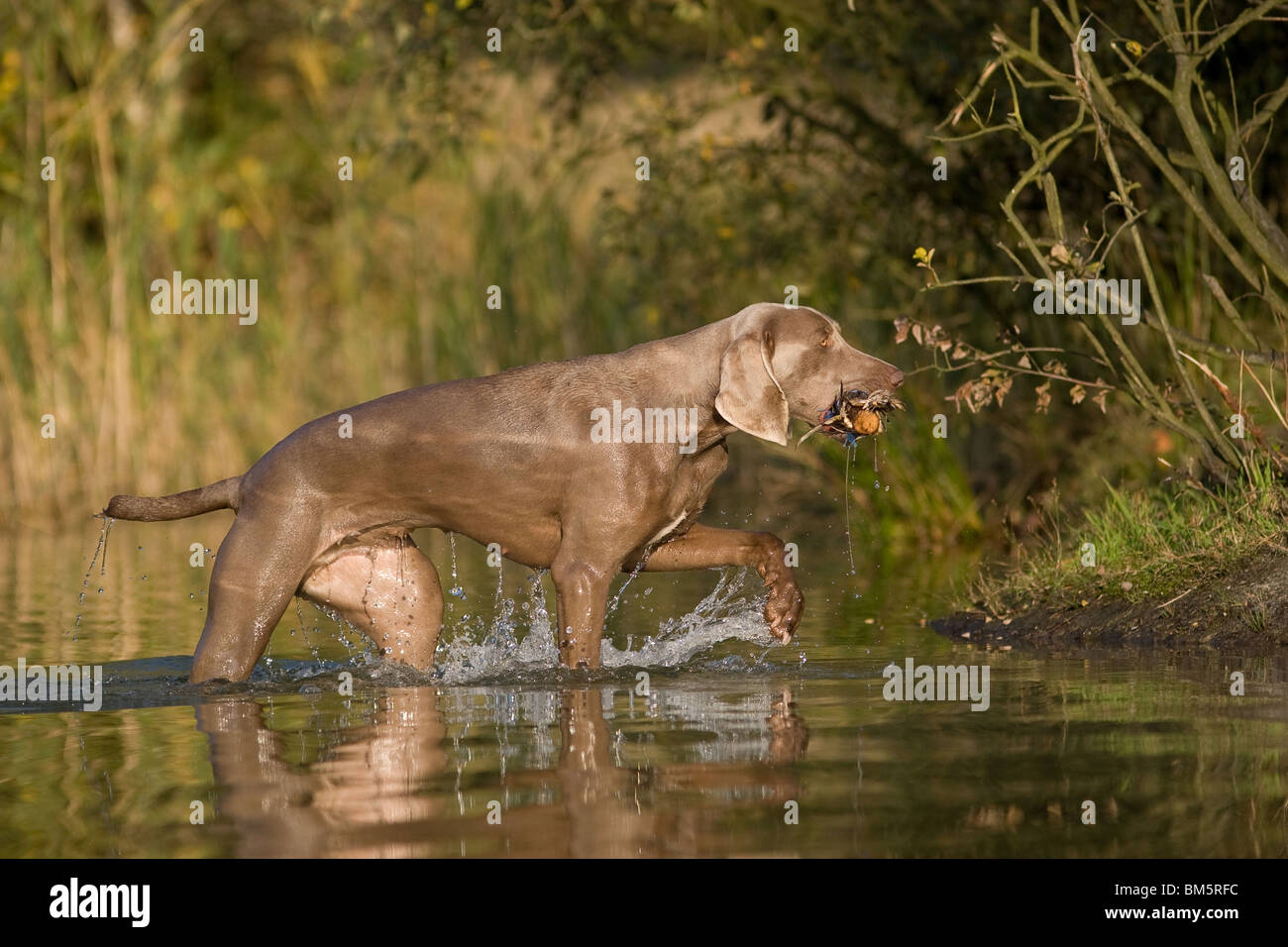 Weimaraner at duck hunting Stock Photo - Alamy