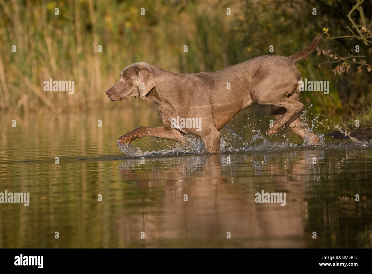 Weimaraner at hunting Stock Photo - Alamy