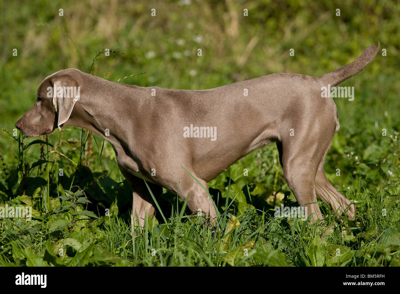Weimaraner at hunting Stock Photo - Alamy