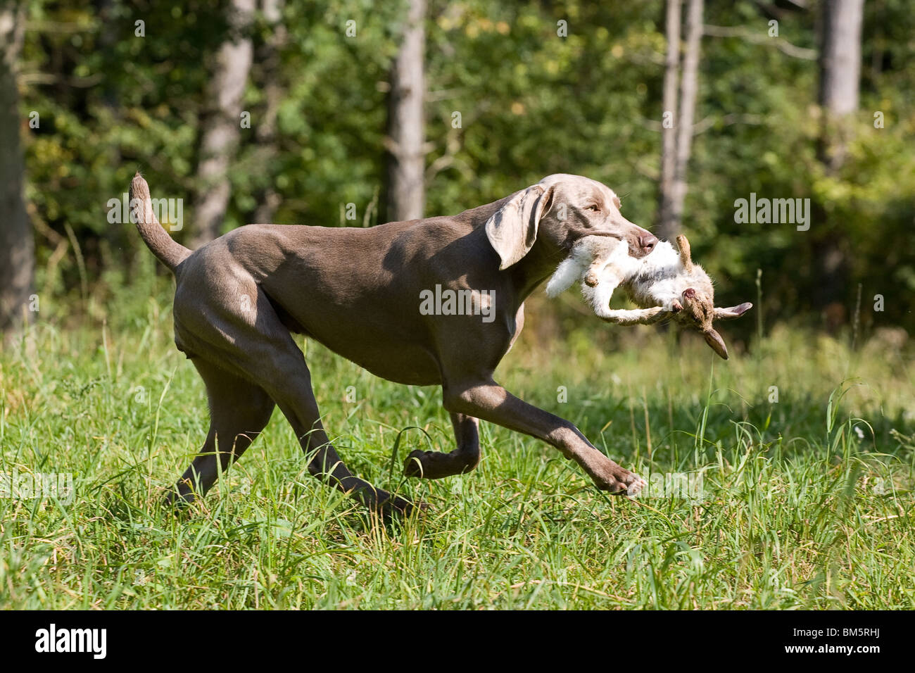 Weimaraner at rabbit hunting Stock Photo - Alamy