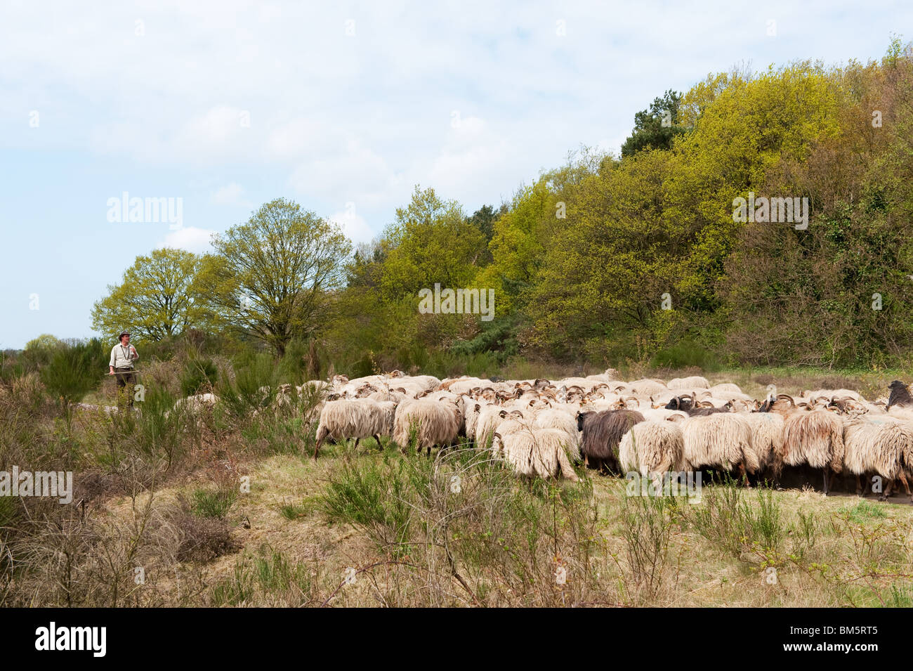 Schaapsherder met kudde en honden op de heide in Hilversum Stock Photo - Alamy