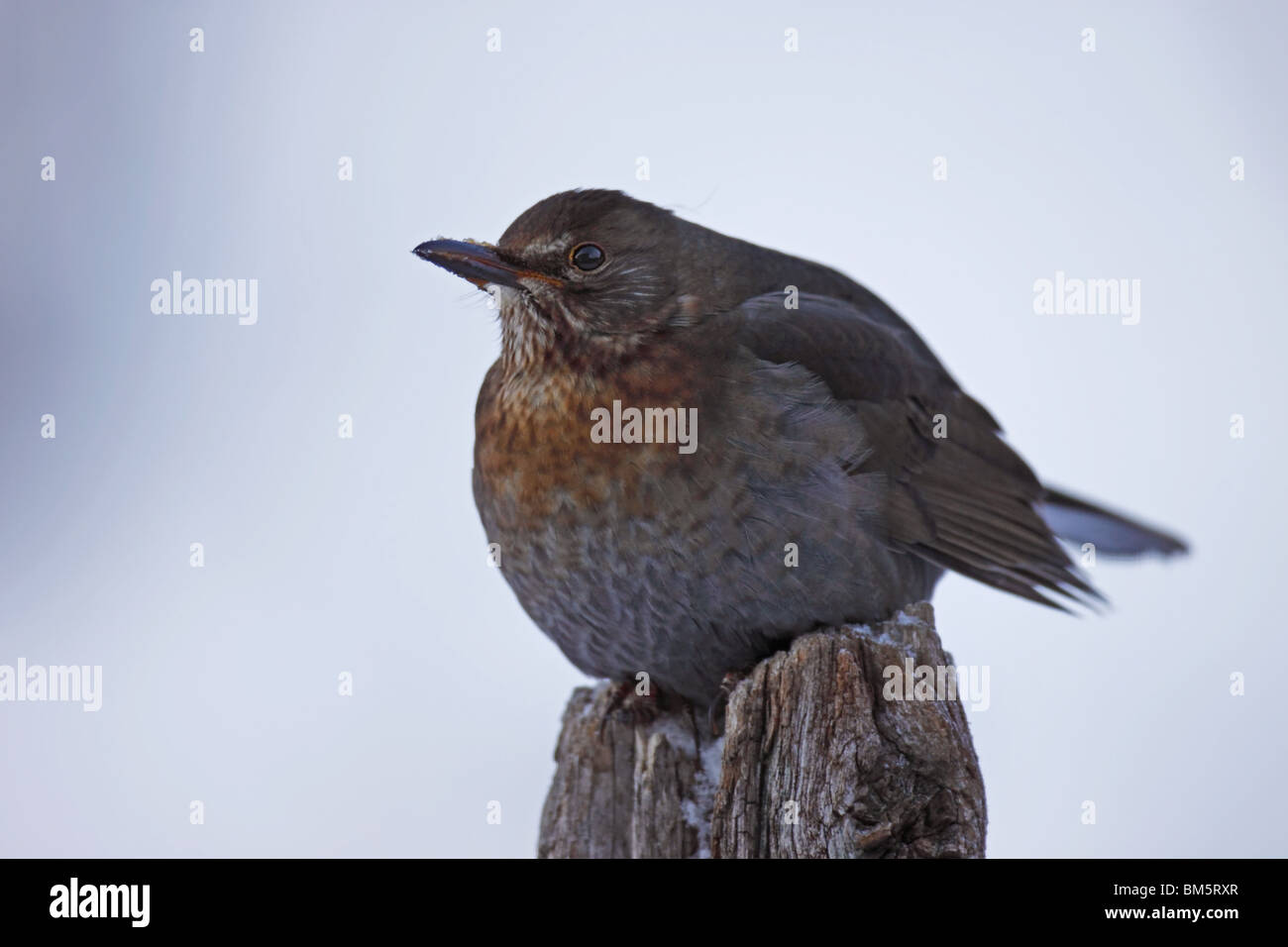 Amsel turdus merula turdidae hi-res stock photography and images - Alamy