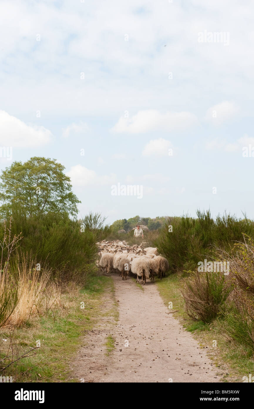 Schaapsherder met kudde en honden op de heide in Hilversum Stock Photo - Alamy