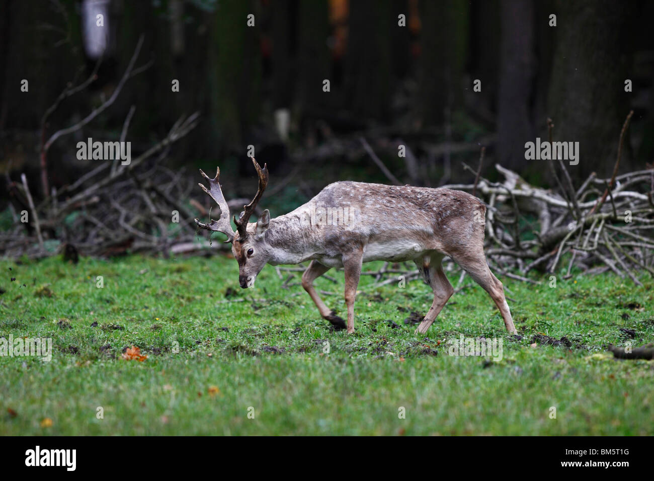 Hirsch damhirsch hi-res stock photography and images - Alamy
