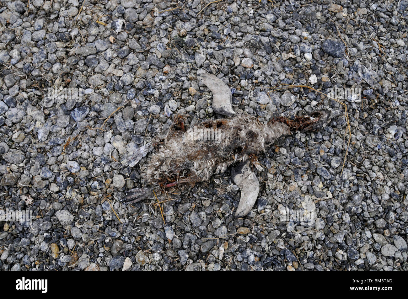 Dead sea birds hi-res stock photography and images - Alamy