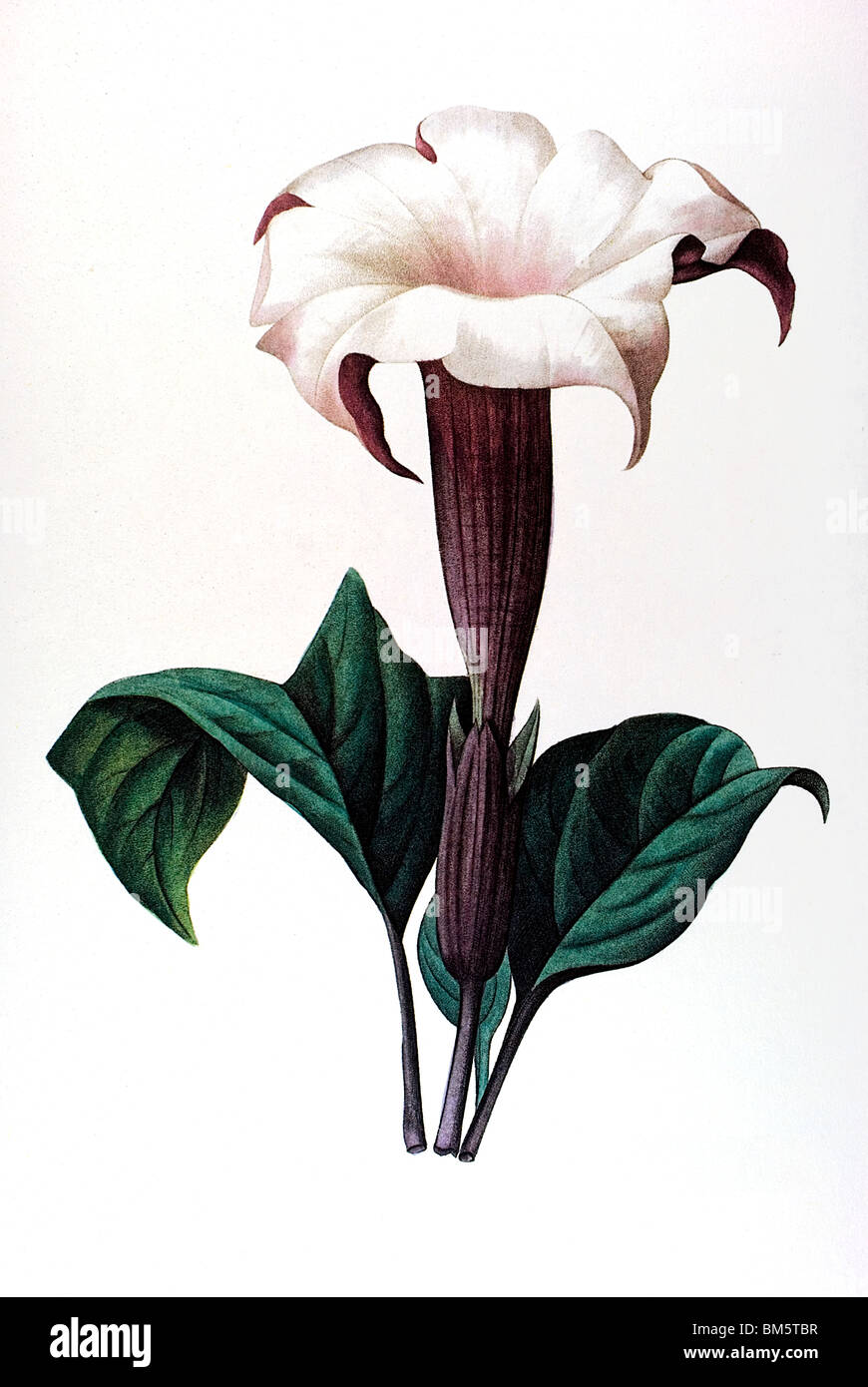 Malpitte mad seeds is common weed in the solanaceae hi-res stock ...