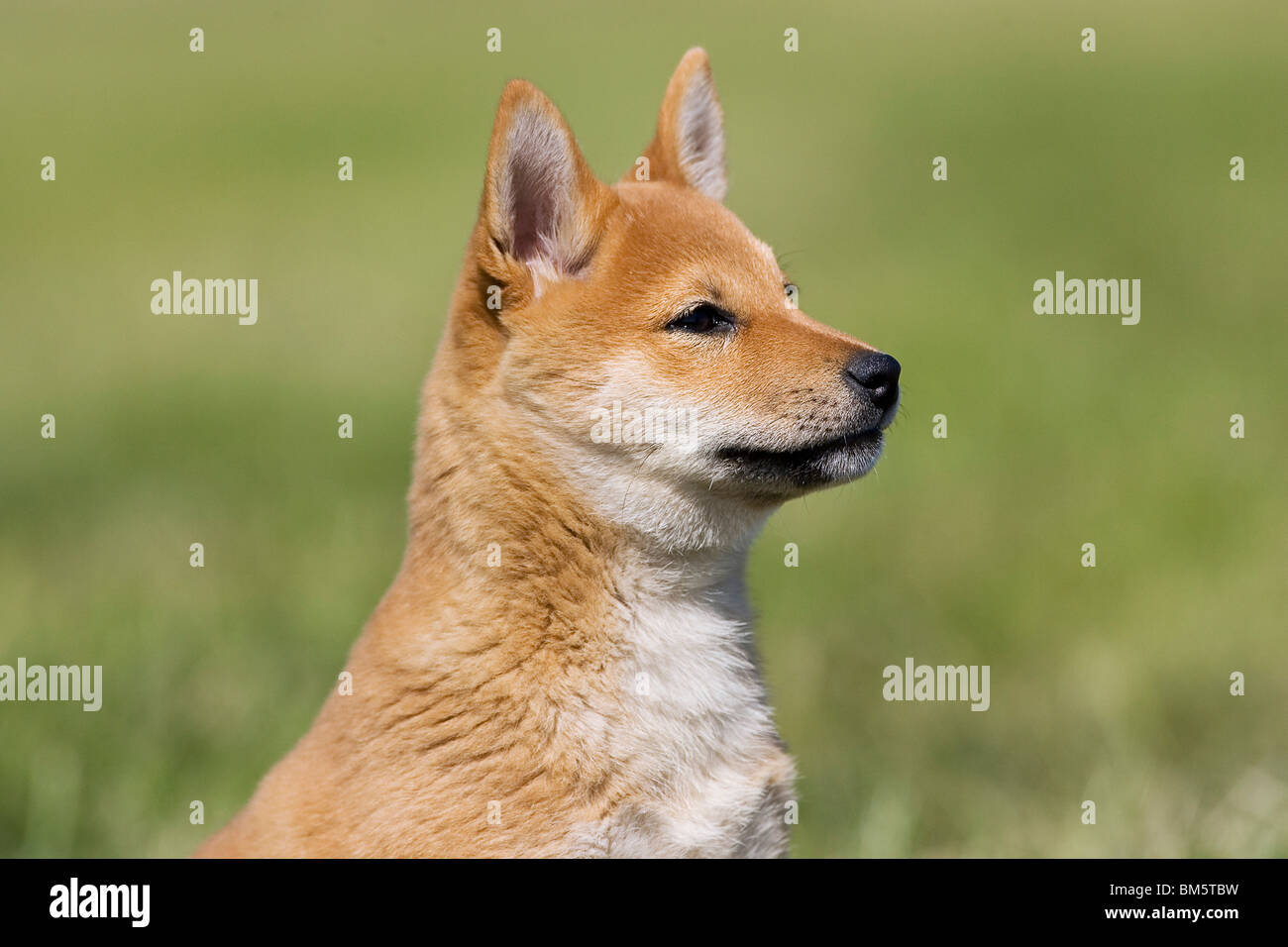 Shiba inu pups hi-res stock photography and images - Alamy