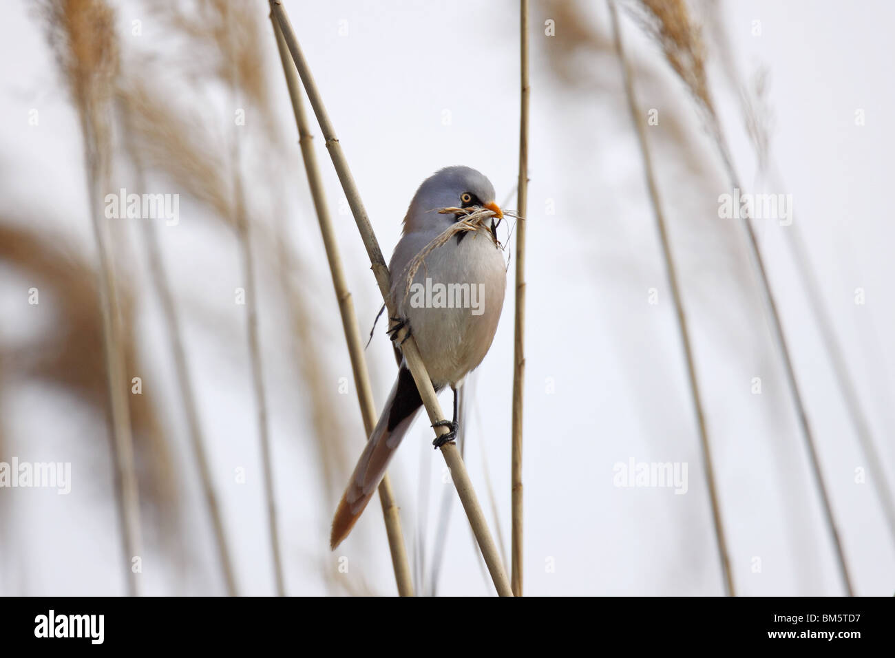 Bartmeise Panurus biarmicus Timaliidae male Stock Photo - Alamy