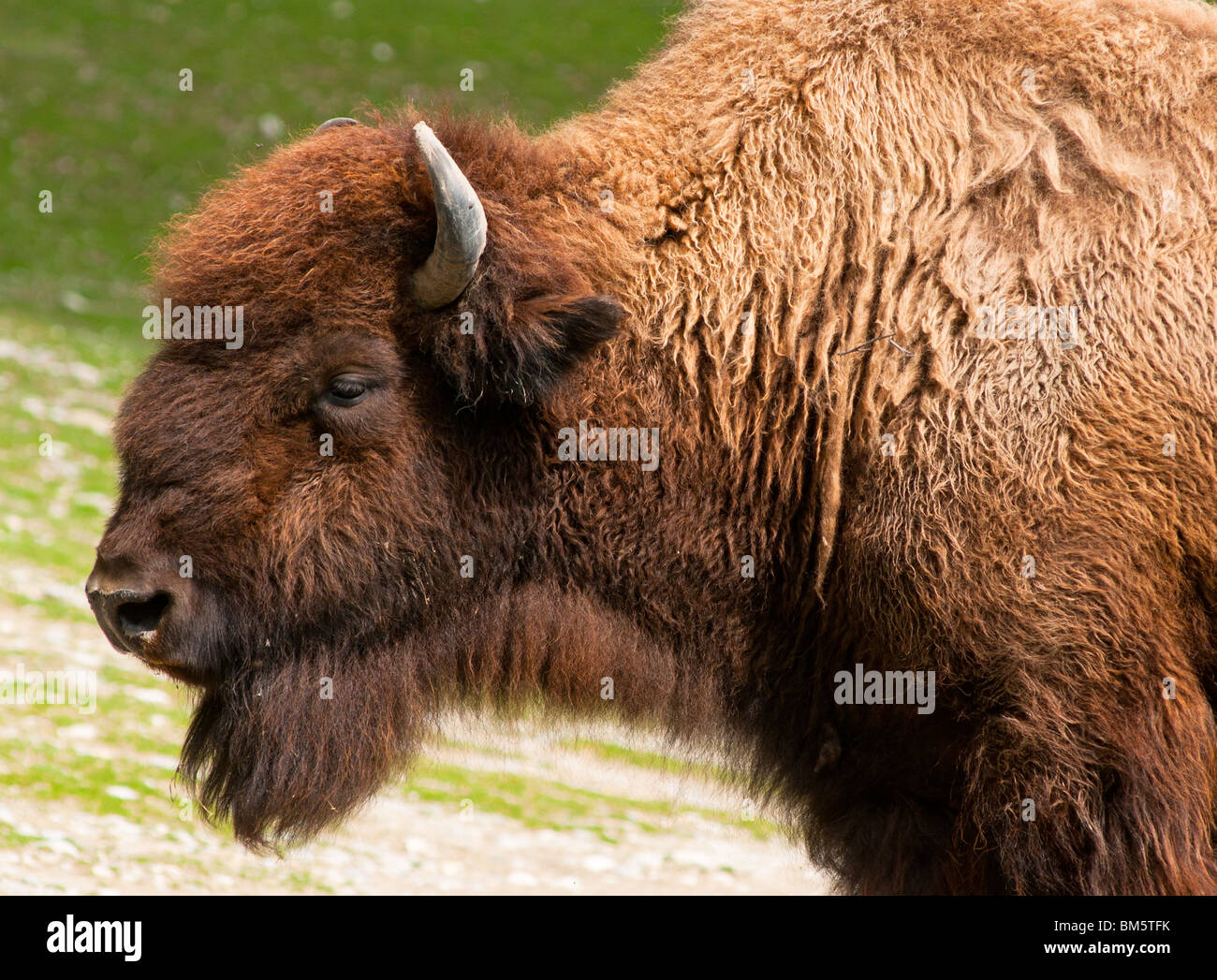 Close up of bison hi-res stock photography and images - Alamy