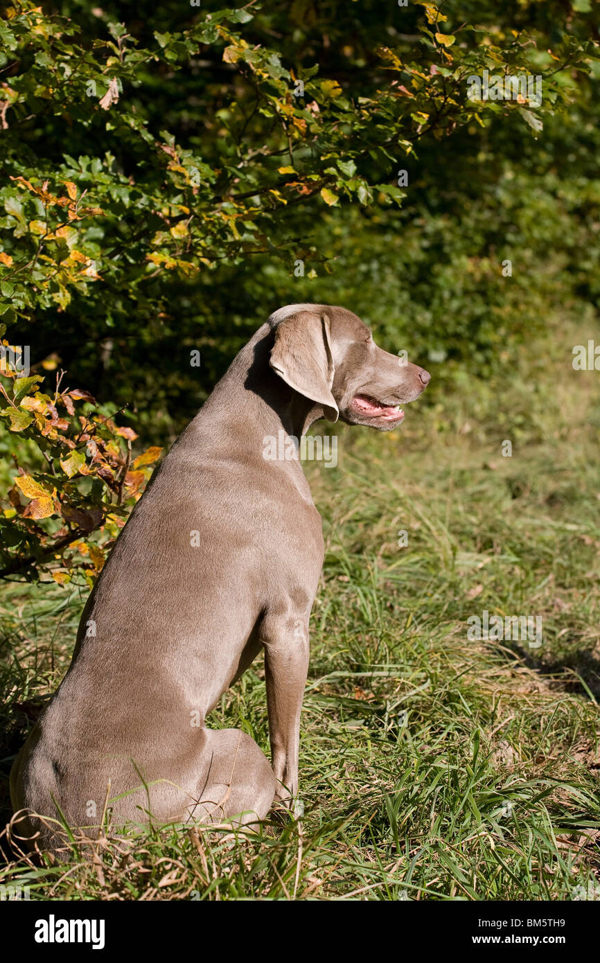 Weimaraner at hunting Stock Photo - Alamy
